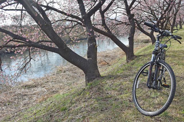 『自転車でGO！ 2016.02.23 =東球場&沼川周辺の河津桜=』富士(静岡県)の旅行記・ブログ by てんとう虫さん【フォートラベル】