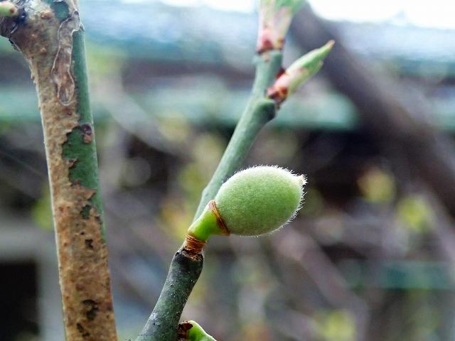 『20170406今日の鎌倉散歩・ようやく見頃(^^♪鎌倉の桜』鎌倉(神奈川県)の旅行記・ブログ by コゲメシ☆徘徊録さん【フォートラベル】