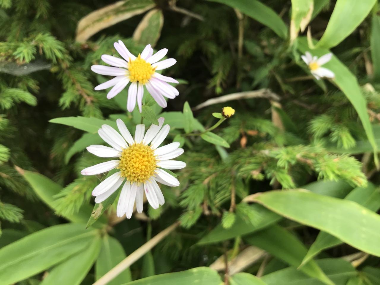 『奥多摩探検隊、甲武信岳へ行く！《小屋泊と出前一丁編》』山梨県の旅行記・ブログ by jokaさん【フォートラベル】