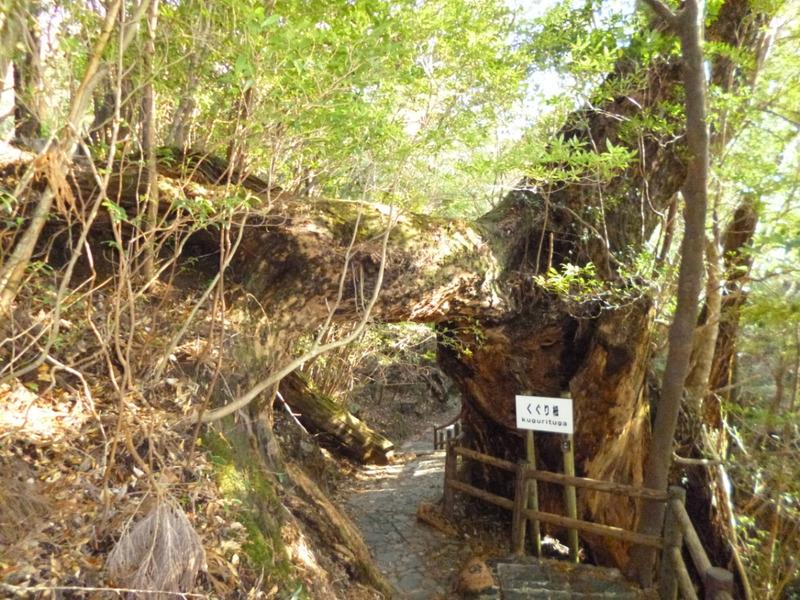 『屋久島旅行1日目』屋久島(鹿児島県)の旅行記・ブログ by めがねさん【フォートラベル】