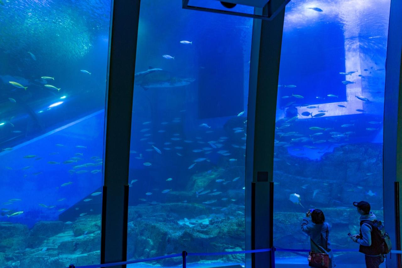 『横浜ぐるり旅【4】～海と島と生きもののテーマパーク～八景島シーパラダイス』八景島(神奈川県)の旅行記・ブログ by でかドラさん【フォートラベル】