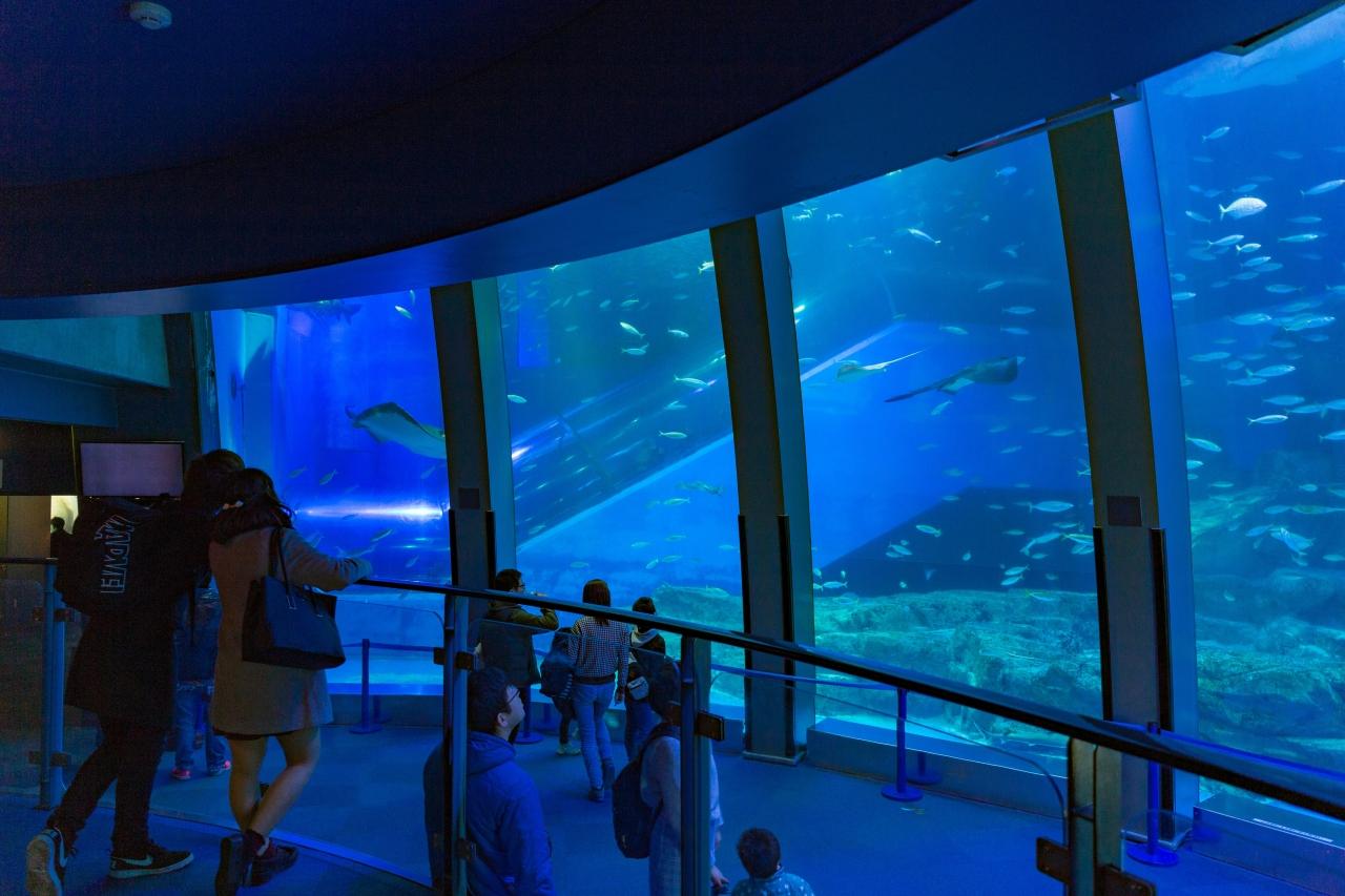 『横浜ぐるり旅【4】～海と島と生きもののテーマパーク～八景島シーパラダイス』八景島(神奈川県)の旅行記・ブログ by でかドラさん【フォートラベル】