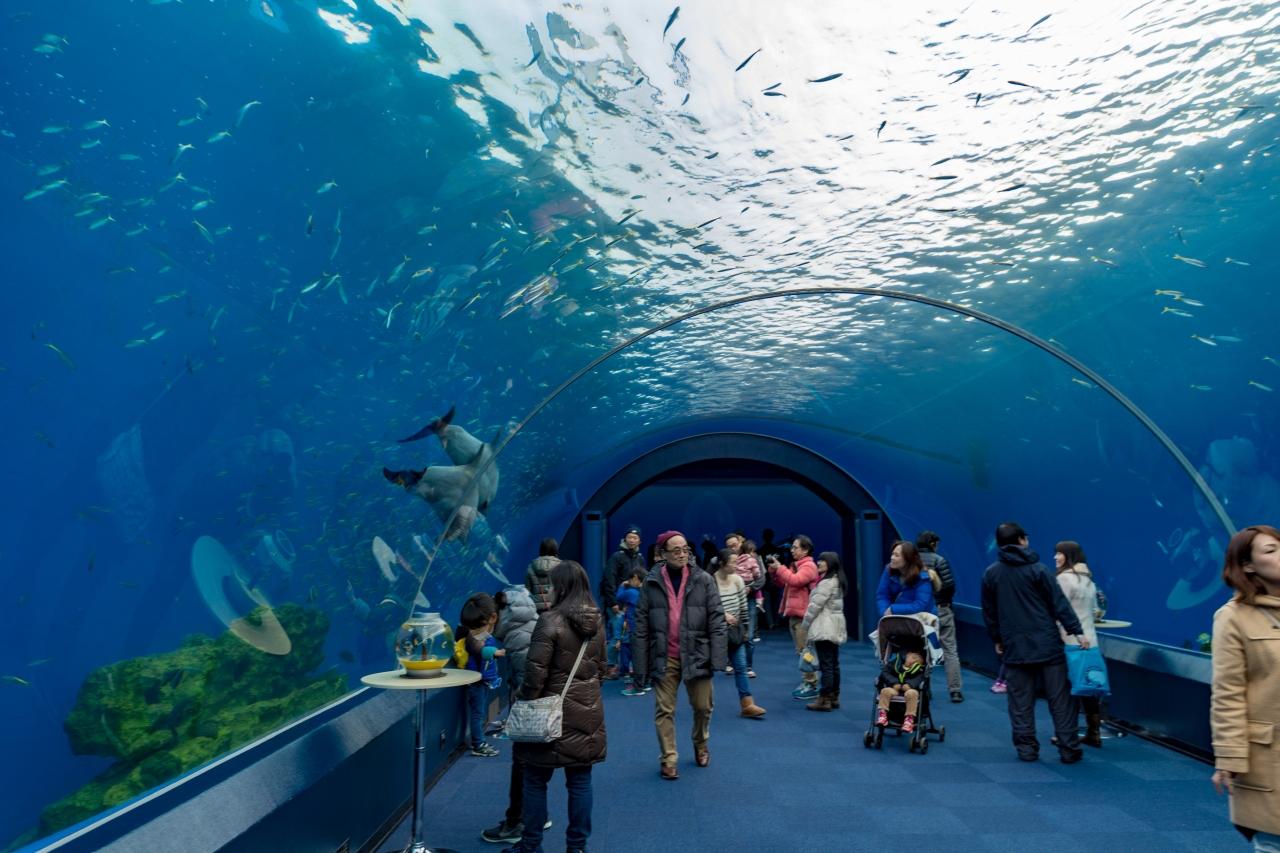 『横浜ぐるり旅【4】～海と島と生きもののテーマパーク～八景島シーパラダイス』八景島(神奈川県)の旅行記・ブログ by でかドラさん【フォートラベル】