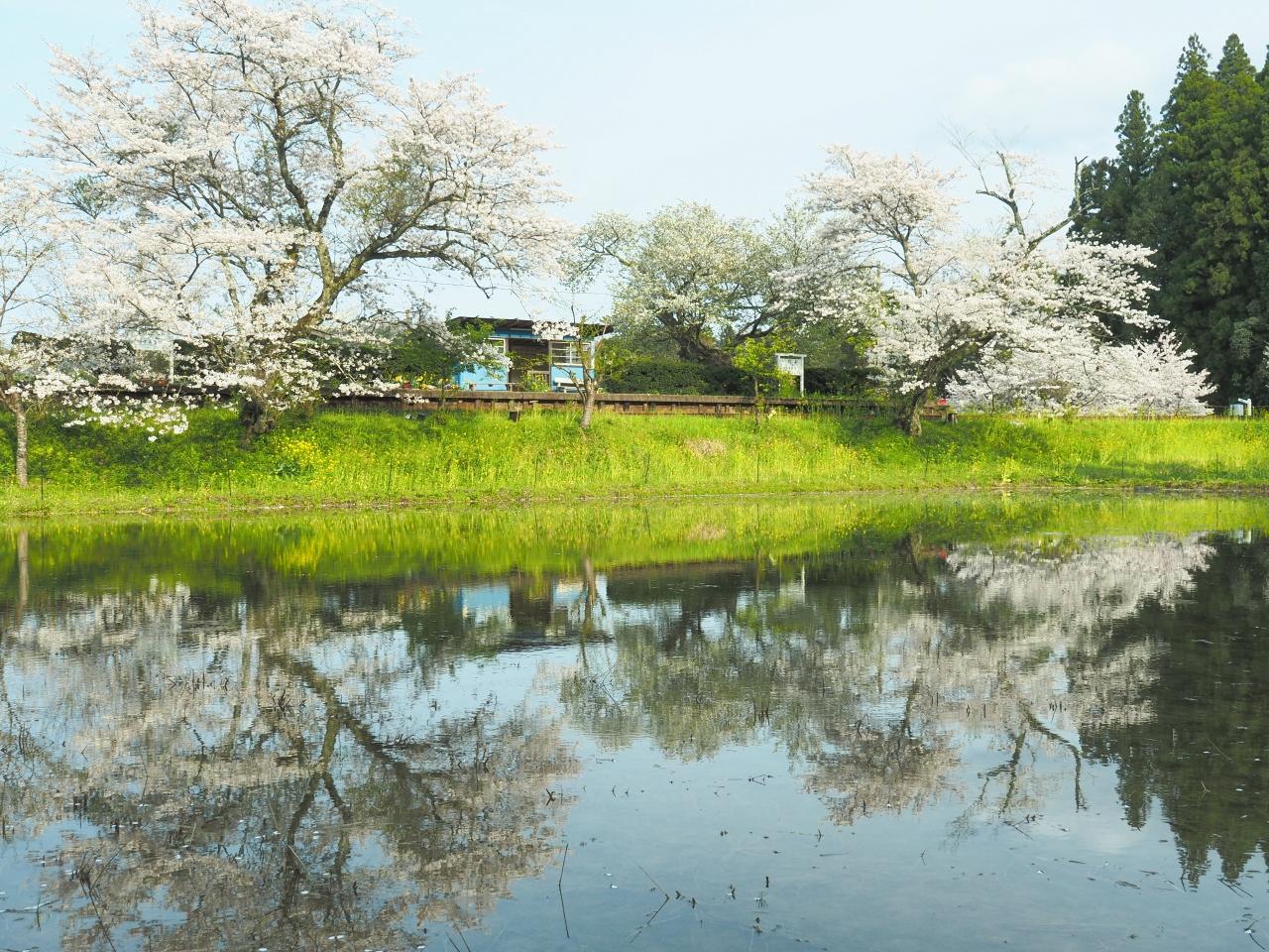 『満開に桜咲く飯給駅』市原(千葉県)の旅行記・ブログ by みささん【フォートラベル】