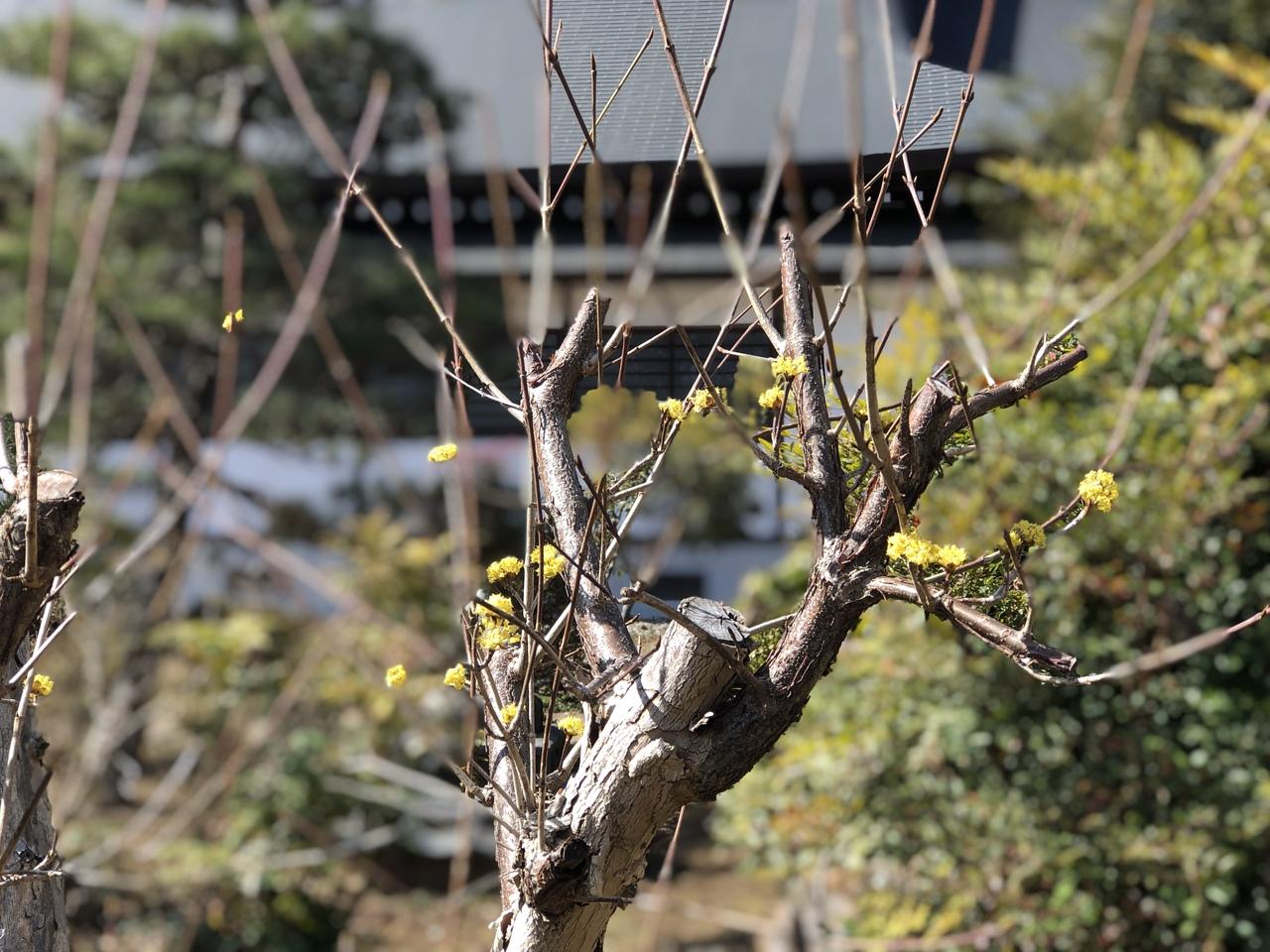 『ふらっとドライブ ＊ 年明け初の御朱印巡り 茨城県へ』桜川(茨城県)の旅行記・ブログ by Sisyphusさん【フォートラベル】