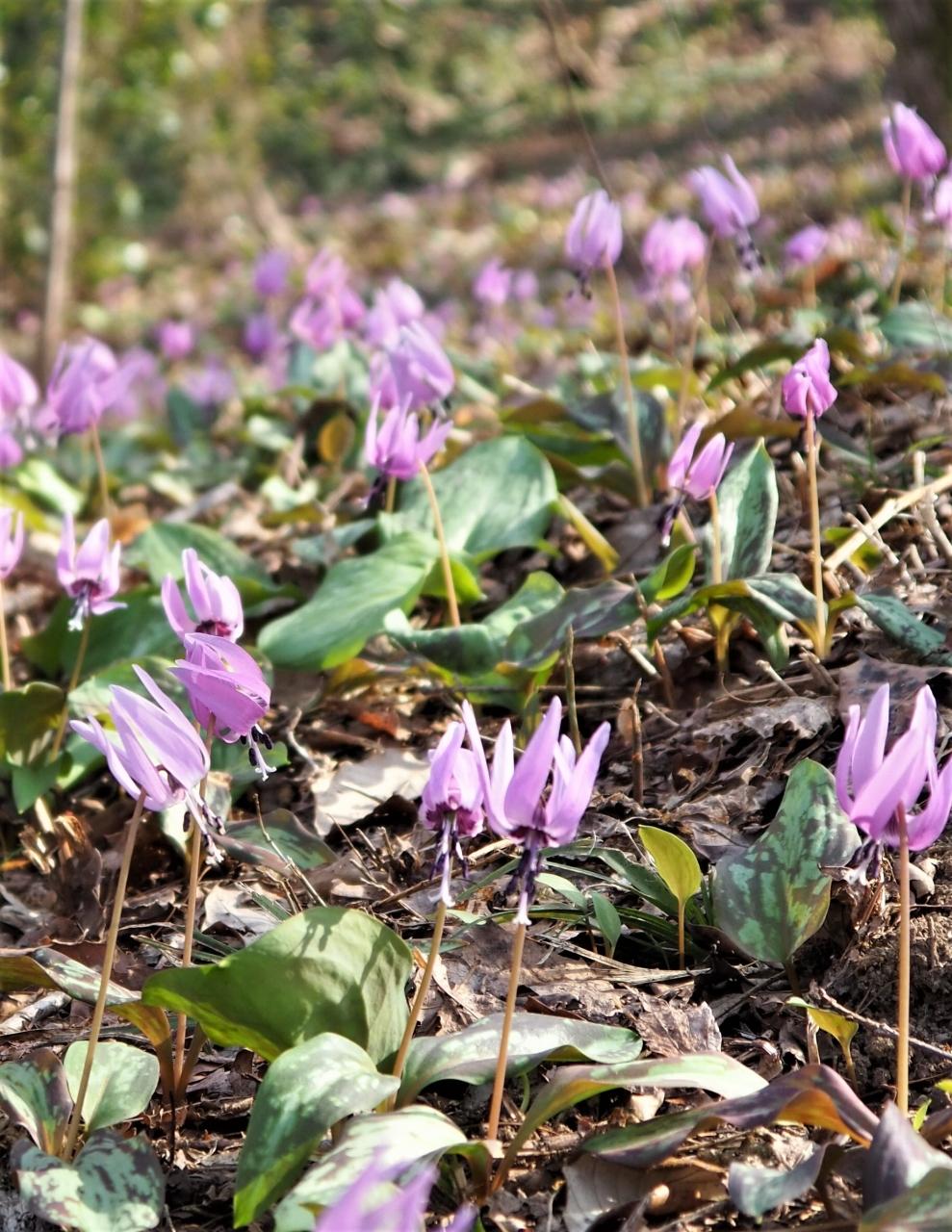 『新潟 春「 雪流れ & 春花めぐり 」の旅＜新潟県魚沼市・長岡市・柏崎市・五泉市・西蒲原郡・新潟市＞』魚沼・小出(新潟県)の旅行記・ブログ ...