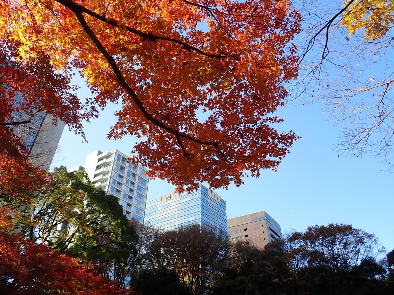 『都立庭園で紅葉2本立て』水道橋(東京)の旅行記・ブログ by payokoさん【フォートラベル】