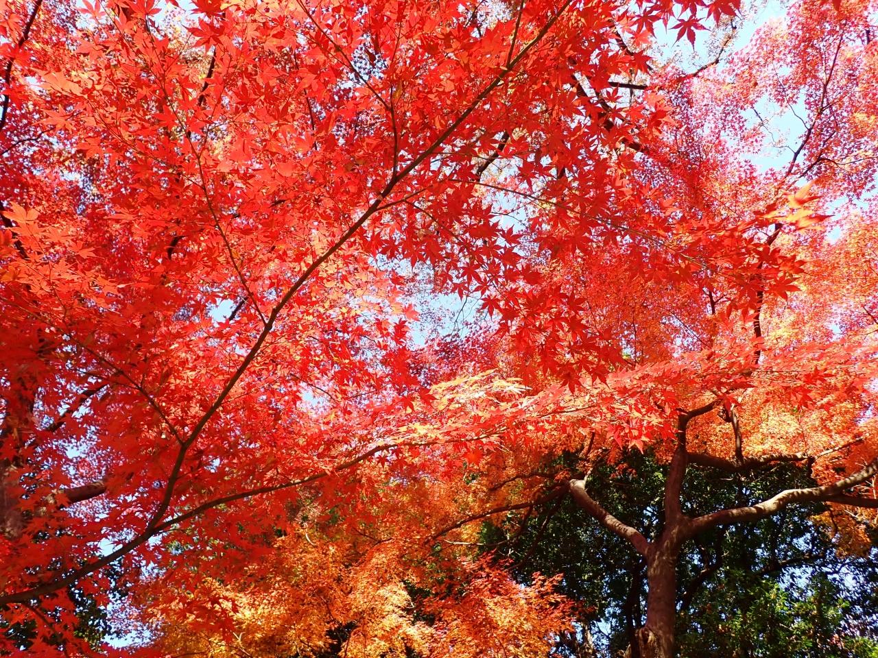 『都立庭園で紅葉2本立て』水道橋(東京)の旅行記・ブログ by payokoさん【フォートラベル】