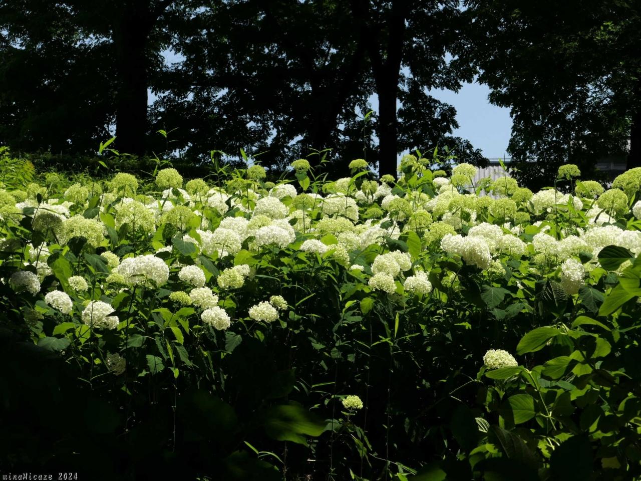 荻窪公園」のアジサイ_2024_開花進んで色付きも始まり、見頃の初期でした（前橋市）』前橋(群馬県)の旅行記・ブログ by ...