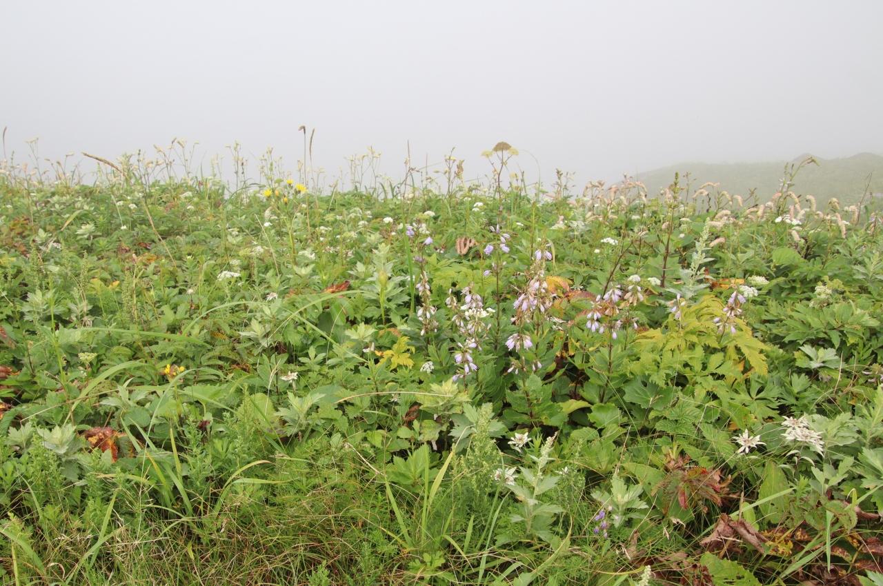 『夏の北海道 離島・道北から道央を巡る旅 その③最北の離島『花の島・礼文島』へ！』礼文島(北海道)の旅行記・ブログ by Brightonさん ...