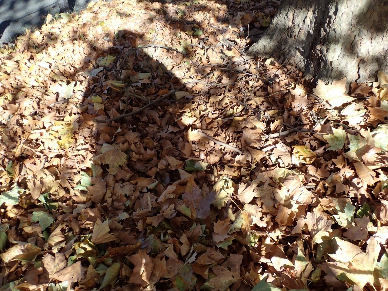 『錦秋の国営昭和記念公園へ行きました。』立川(東京)の旅行記・ブログ by しろくまクンクンさん【フォートラベル】