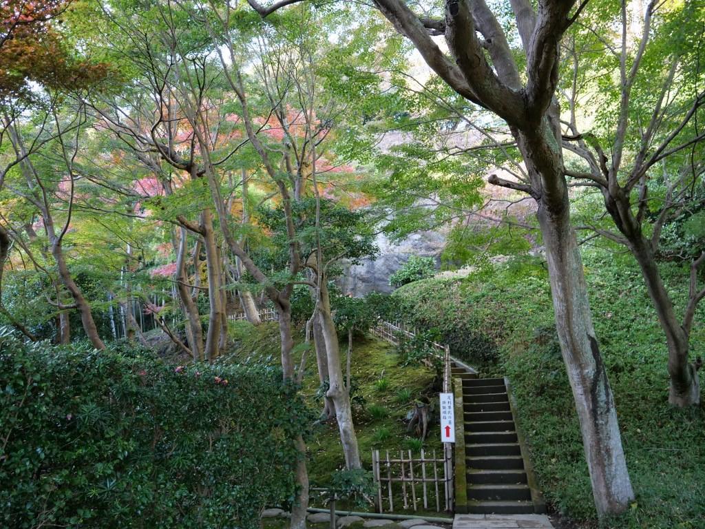 『2024年紅葉の色づき状況♡一条恵観山荘＊長寿寺＊明月院』鎌倉(神奈川県)の旅行記・ブログ by moeさん【フォートラベル】