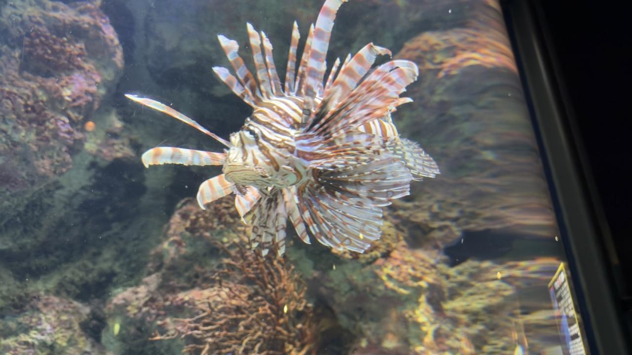 『社員旅行で沖縄 定番の観光地へ行ってきました・・・・・1』名護(沖縄県)の旅行記・ブログ by 箱名さん【フォートラベル】
