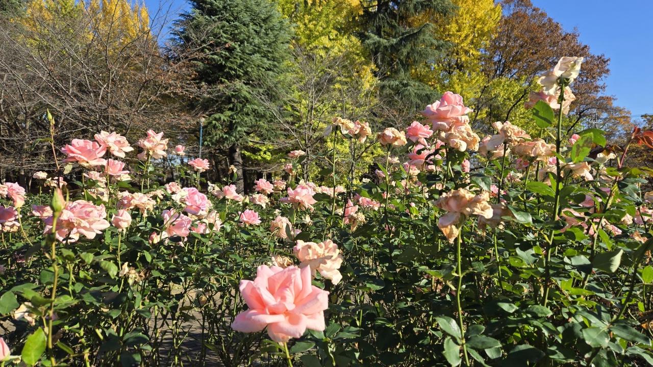 『2024年11月28日～さいたま市の紅葉～イルミ～ホテルステイ～日本一長い参道の氷川神社～大宮公園』さいたま新都心(埼玉県)の旅行記・ブログ ...