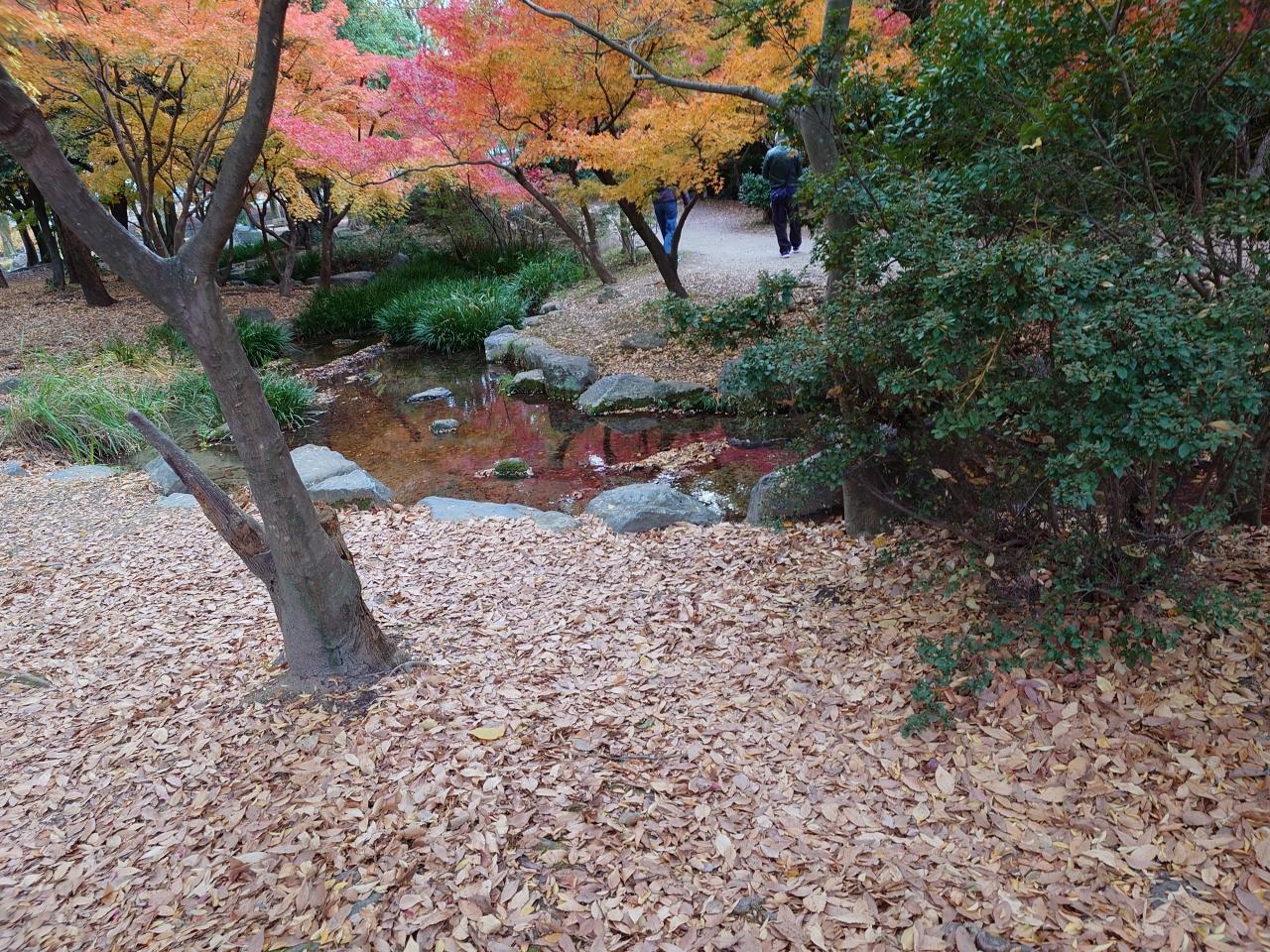 『2024年12月 京都旅行 天橋立 文殊荘泊り 京都駅周辺』天橋立・宮津(京都)の旅行記・ブログ by にゃんさん【フォートラベル】