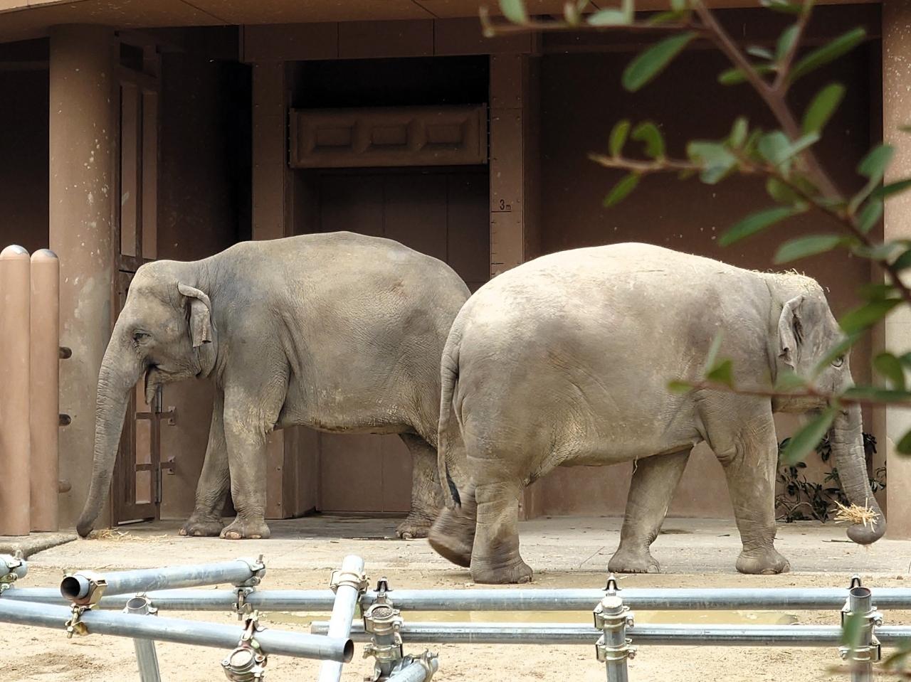 『2024年秋 名古屋さんぽ（東山動植物園、クリスマスイルミネーション）』名古屋(愛知県)の旅行記・ブログ by ウォンバットさん【フォートラベル】