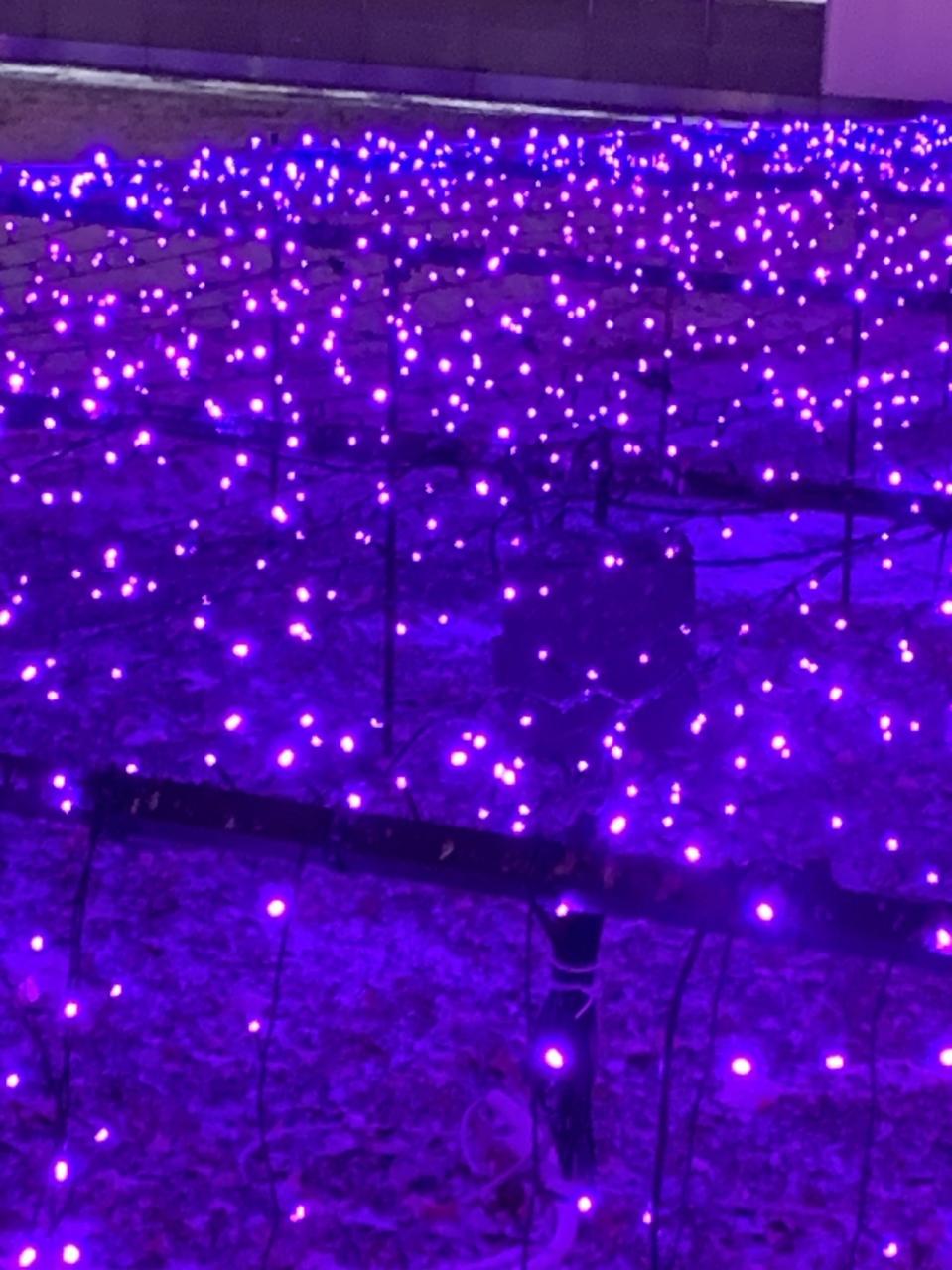 『ミュンヘンクリスマス市を楽しみたくて札幌へ（前半）』札幌(北海道)の旅行記・ブログ by ひろさん【フォートラベル】