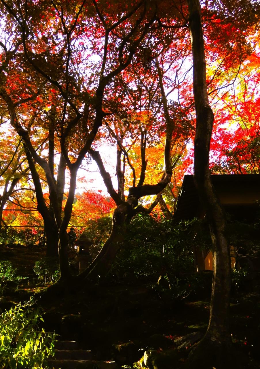 『嵯峨嵐山-9 小倉山 常寂光寺 多宝塔～嵯峨野一望 ☆圧巻の全山紅葉 楓大木-200本以上』嵐山・嵯峨野・太秦・桂(京都)の旅行記・ブログ ...