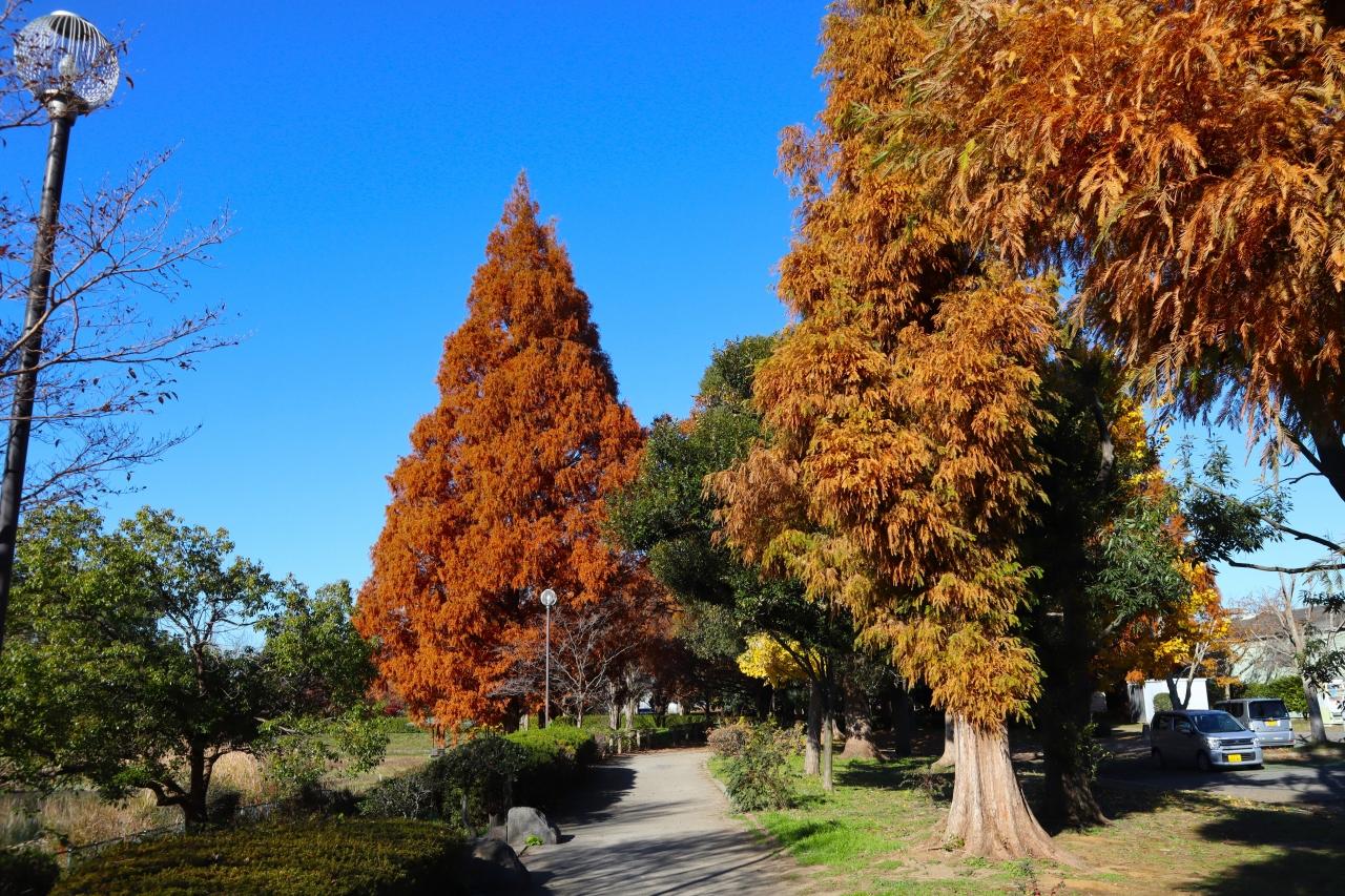 『紅葉の越谷総合公園と花田苑☆2024/12/06』越谷(埼玉県)の旅行記・ブログ by 杏仁豆腐さん【フォートラベル】
