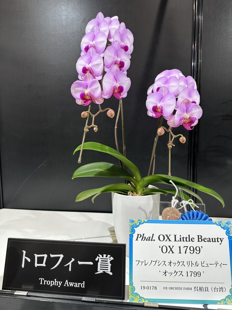 『世界らん展2025 東京ドームシティ プリズムホール』水道橋(東京)の旅行記・ブログ by bunbunさん【フォートラベル】