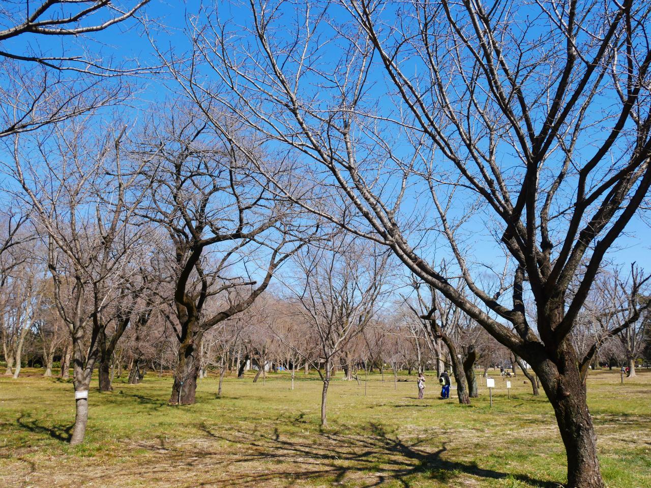 『小金井公園で梅散歩 ー2025.2－』国分寺・小金井(東京)の旅行記・ブログ by hrhrさん【フォートラベル】