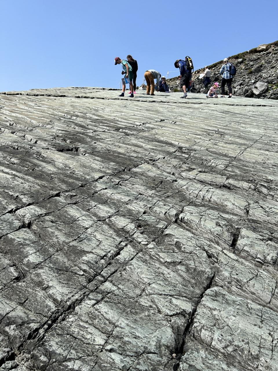 『ミステイクン・ポイント_Mistaken Point エディアカラのポンペイ！ニューファンドランド島に遺る6億年前の原始生物の化石 ...