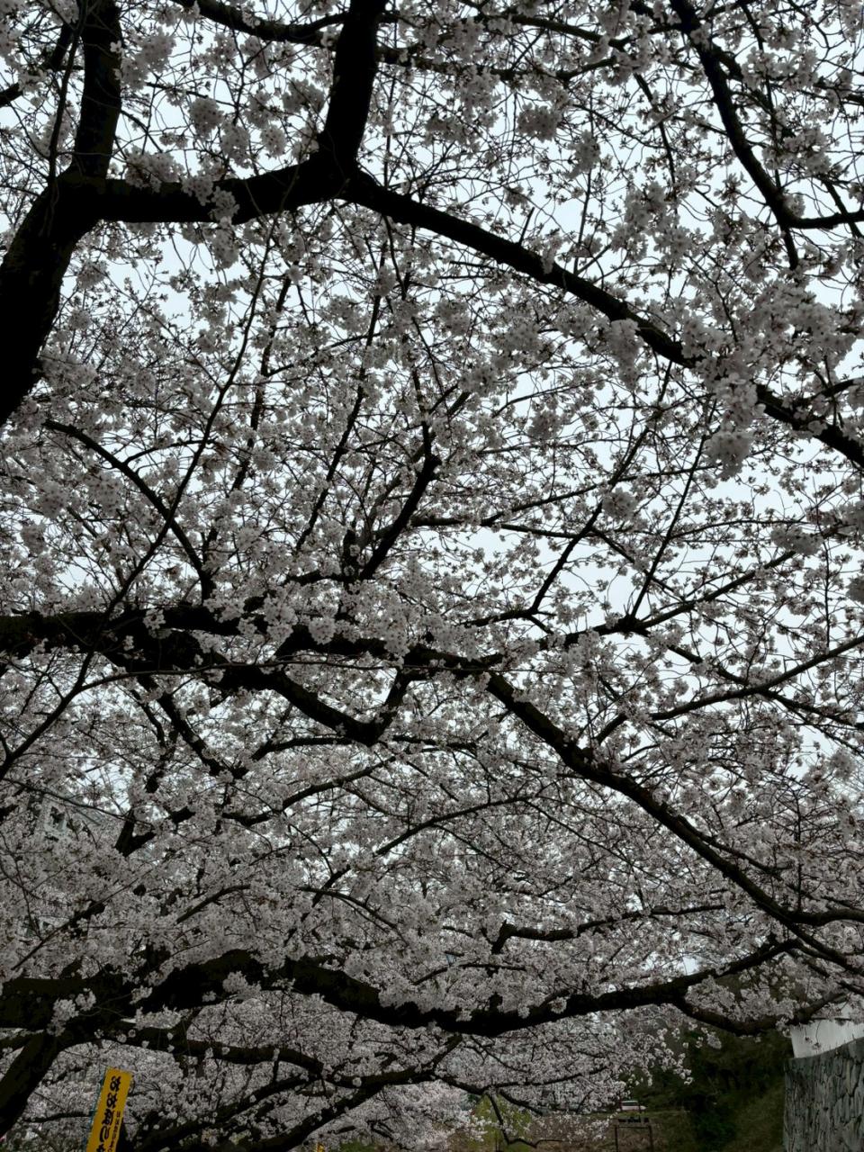 『母と娘の休日～グルメを挟んで桜満開の舞鶴公園&西公園を満喫して来ました!』博多(福岡県)の旅行記・ブログ by nanakoさん【フォートラベル】