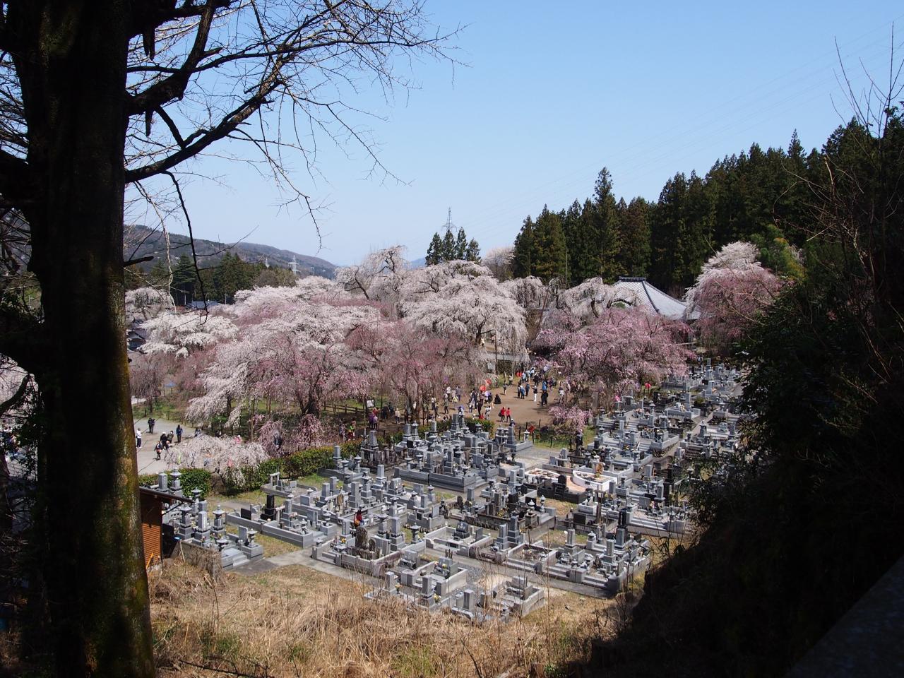 埼玉の春2025】秩父・枝垂れ桜の名所へ』秩父(埼玉県)の旅行記・ブログ by へびおさん【フォートラベル】