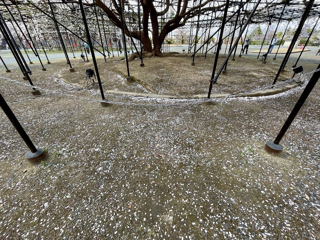 『奈良 天理の枝垂れ桜、石上神宮、今井町を散策』天理(奈良県)の旅行記・ブログ by rupannさん【フォートラベル】
