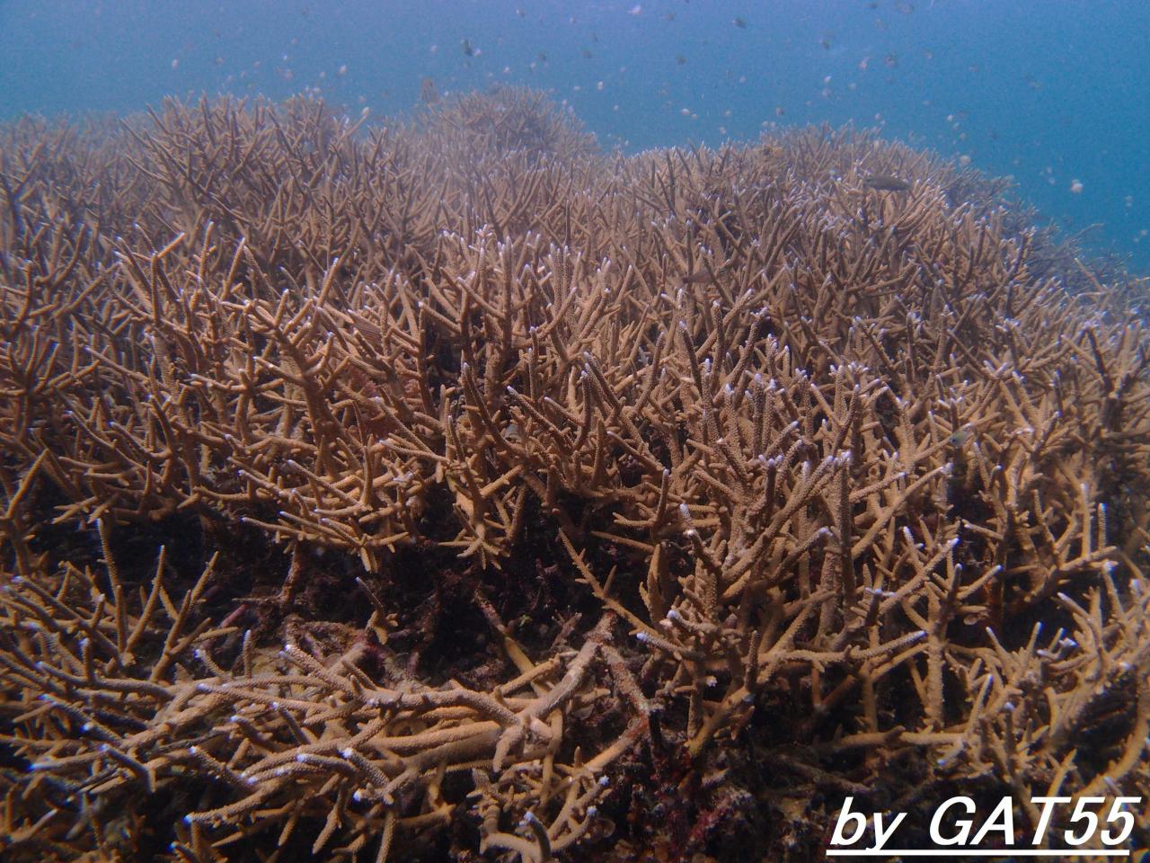 『時が止まった戦場へコロン湾でDIVE！～特設駆潜艇 得撫丸(URUPPU MARU)～』カラミアン諸島(フィリピン)の旅行記・ブログ by ...