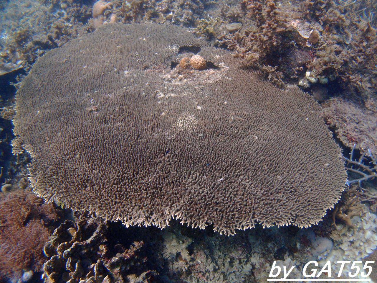 『時が止まった戦場へコロン湾でDIVE！～特設駆潜艇 得撫丸(URUPPU MARU)～』カラミアン諸島(フィリピン)の旅行記・ブログ by ...