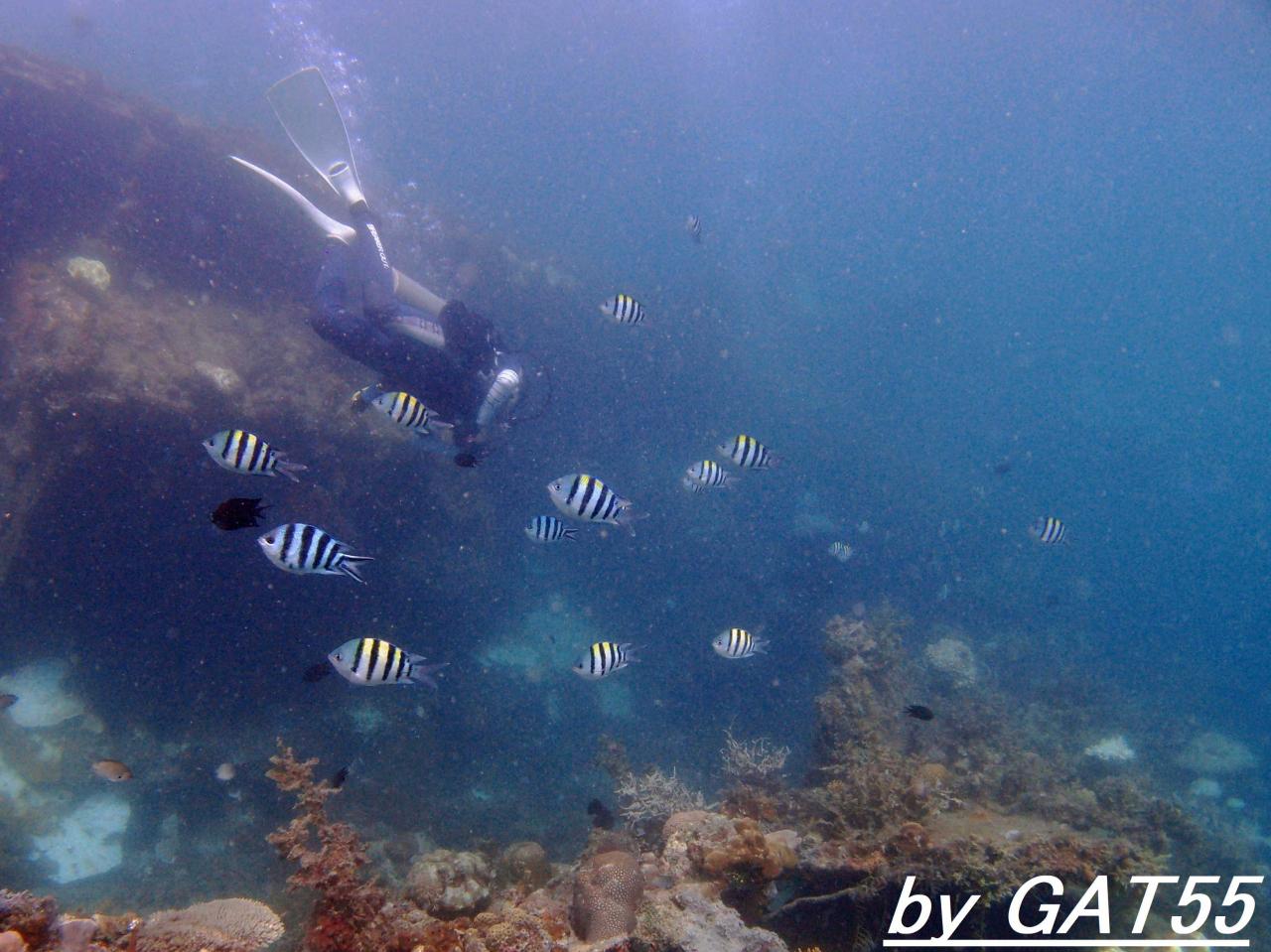 『時が止まった戦場へコロン湾でDIVE！～特設駆潜艇 得撫丸(URUPPU MARU)～』カラミアン諸島(フィリピン)の旅行記・ブログ by ...