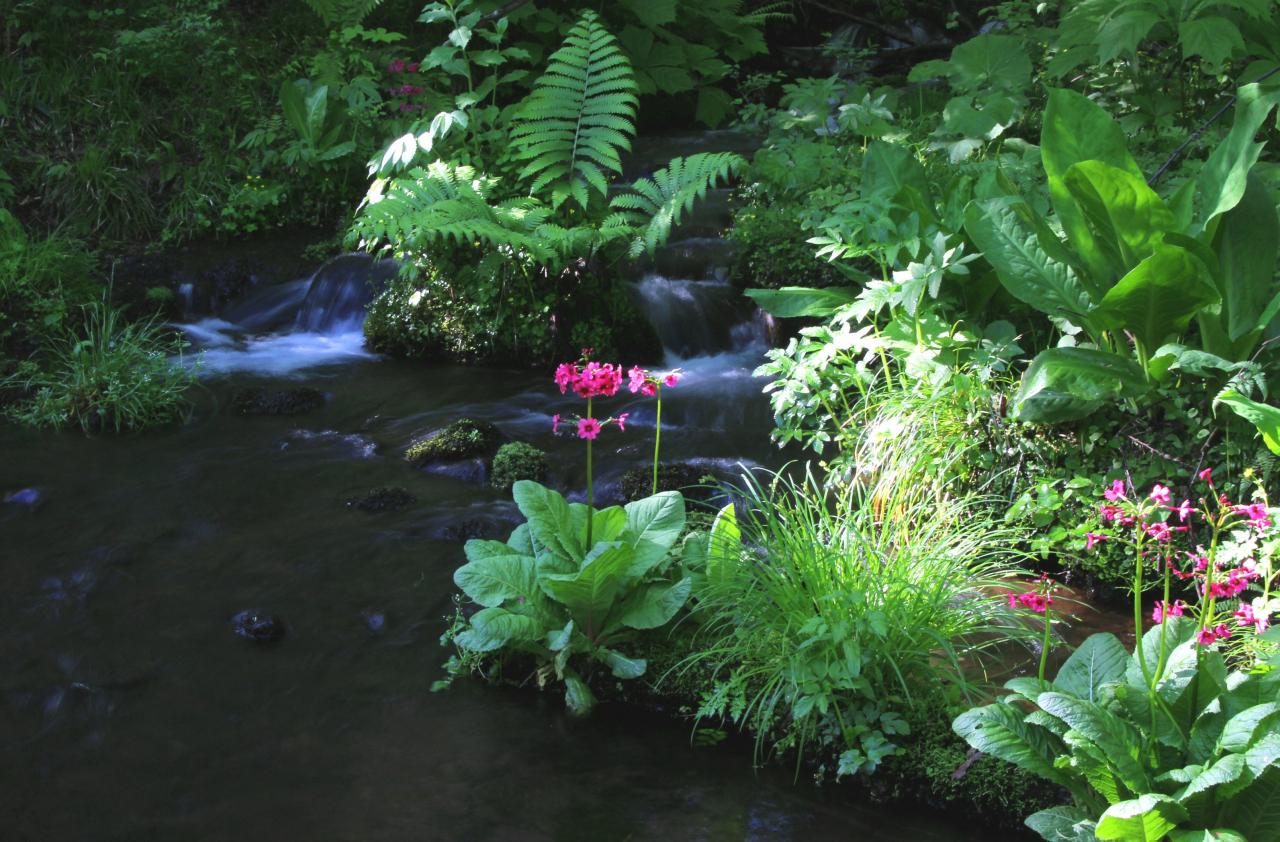 クリンソウ咲く初夏の裏磐梯・湖水紀行』裏磐梯・猫魔(福島県)の旅行記・ブログ by j-ryuさん【フォートラベル】