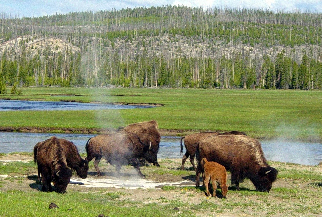 イエローストーン国立公園 クチコミガイド【フォートラベル】|Yellowstone National Park |イエローストーン国立公園周辺