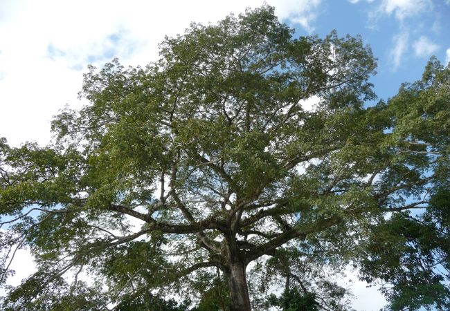 トルトゥゲロ国立公園 クチコミ・アクセス・営業時間|トルトゥゲーロ国立公園周辺【フォートラベル】