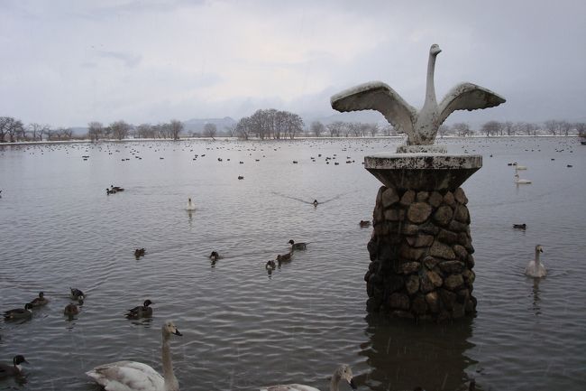 白鳥の飛来地 「 瓢湖 Hyouko 」 <新潟県阿賀野市 (旧水原町 白鳥の飛来地 「 瓢湖 Hyouko 」 <新潟県阿賀野市 (旧水原町