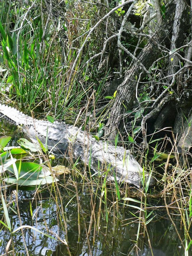 『中南米の旅・思い出のアルバム 米国マイアミ、エバーグレーズ国立公園』マイアミ フロリダ州 アメリカの旅行記・ブログ By さすらい