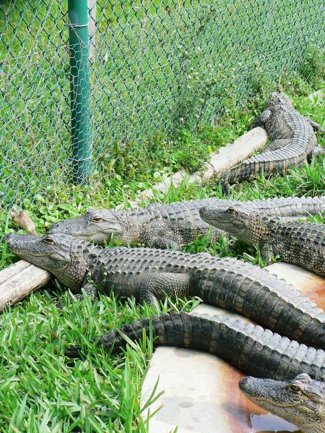 『中南米の旅・思い出のアルバム 米国マイアミ、エバーグレーズ国立公園』マイアミ フロリダ州 アメリカの旅行記・ブログ By さすらい