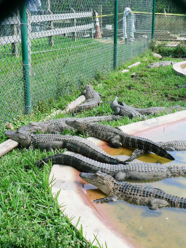 『中南米の旅・思い出のアルバム 米国マイアミ、エバーグレーズ国立公園』マイアミ フロリダ州 アメリカの旅行記・ブログ By さすらい