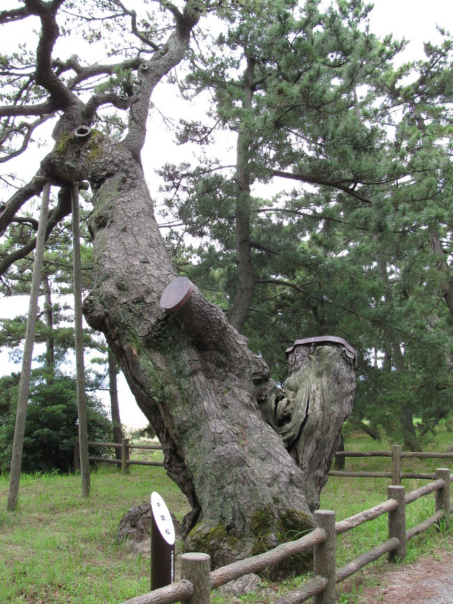 『日本三景・天橋立を見に行く』天橋立・宮津京都の旅行記・ブログ By 酒飲む旅人さん【フォートラベル】