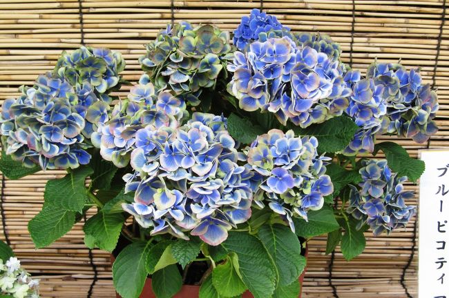 2011梅雨、なばなの里の紫陽花(4/11):ラブユー・キッス、カヌマ 2011梅雨、なばなの里の紫陽花(4/11):ラブユー・キッス、カヌマ