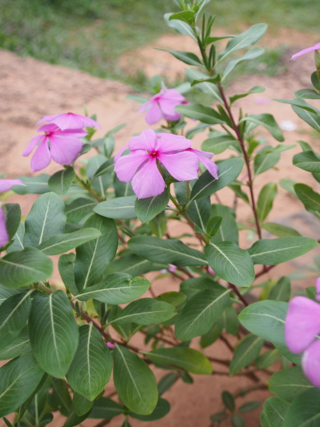 『カンボジアの花、笑顔の子供たち、お土産 （カンボジア4）』シェムリアップ カンボジア の旅行記・ブログ By Ellieさん【フォートラベル】