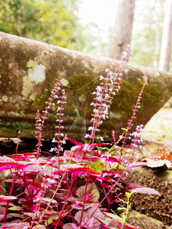 『カンボジアの花、笑顔の子供たち、お土産 （カンボジア4）』シェムリアップ カンボジア の旅行記・ブログ By Ellieさん【フォートラベル】