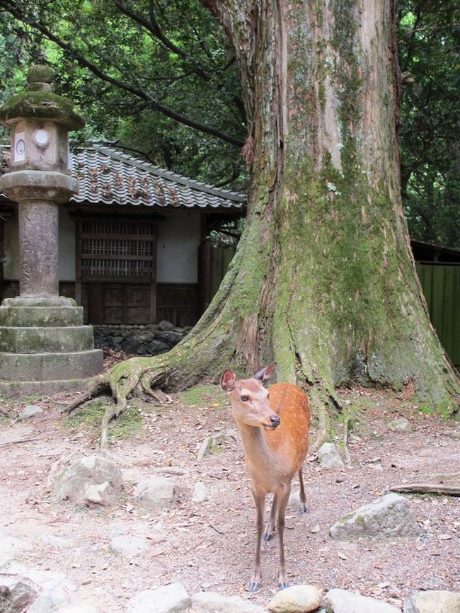 鹿の赤ちゃん大集合!<鹿苑>』奈良市(奈良県)の旅行記・ブログ 鹿の赤ちゃん大集合!<鹿苑>』奈良市(奈良県)の旅行記・ブログ