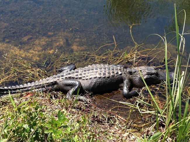 『フロリダ州 エバーグレーズ国立公園 ー 野生のワニがたくさんいる世界遺産』エバーグレーズ国立公園周辺アメリカの旅行記・ブログ By