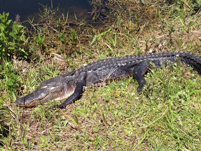 『フロリダ州 エバーグレーズ国立公園 ー 野生のワニがたくさんいる世界遺産』エバーグレーズ国立公園周辺アメリカの旅行記・ブログ By
