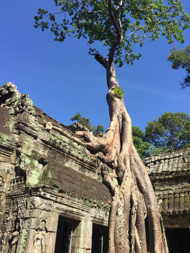 『アンコールワットの日本人観光が再開されます』シェムリアップカンボジアの旅行記・ブログ By 日本語ガイドトムさん【フォートラベル】