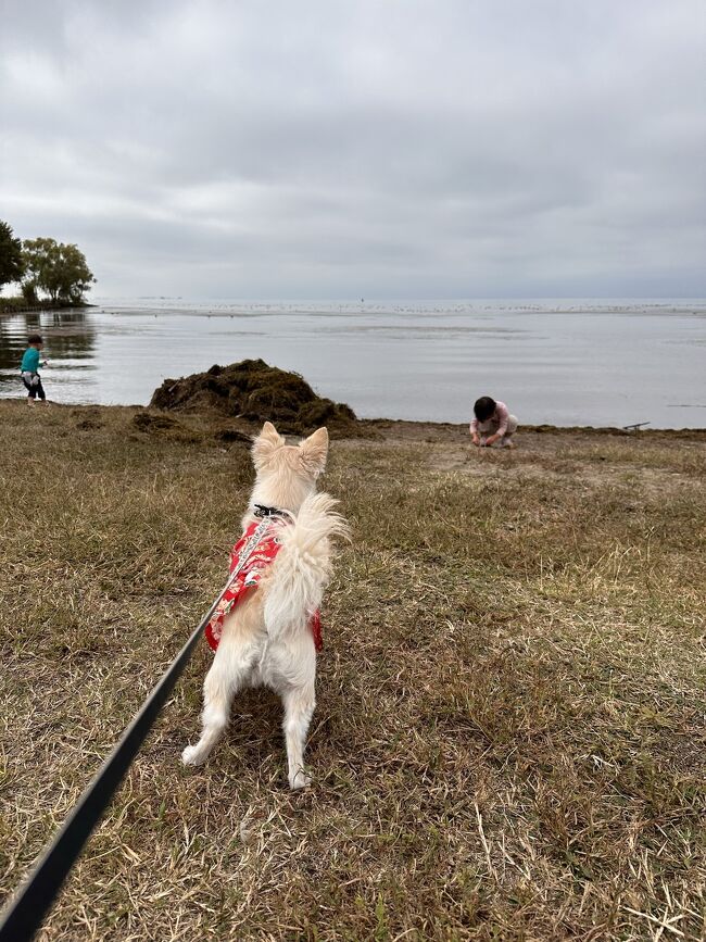 『愛犬連れて長浜城と信楽たぬき村へ 2022』長浜滋賀県の旅行記・ブログ By Liccoさん【フォートラベル】
