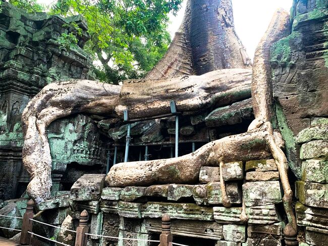 『巨木が遺跡を飲み込む〜！タプローム遺跡』シェムリアップカンボジアの旅行記・ブログ By カンボジア日本語ガイドブンキァンさん【フォートラベル】