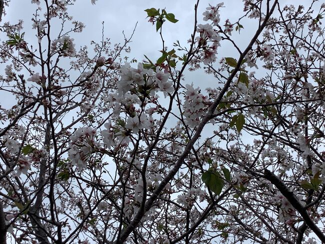 『近場の桜がやっと見頃を迎えました。』大隅半島(鹿屋・垂水・志布志・肝属)鹿児島県の旅行記・ブログ By あーちゃんさん【フォートラベル】